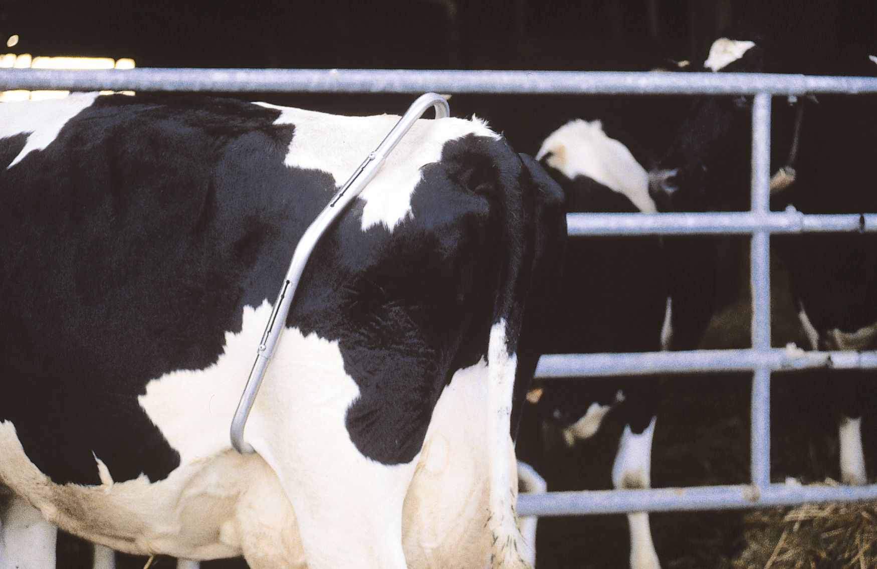 Understanding Anti-Kick Bars: A Must-Read for Horse and Cattle Handler